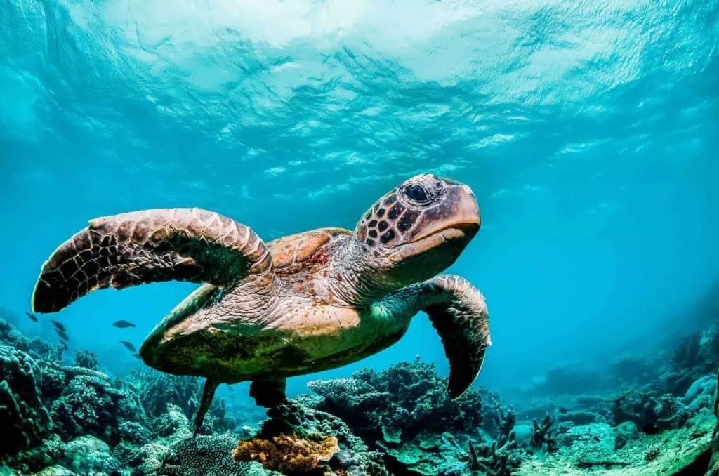 40 Sea Turtle Facts You Have To Know Now - Facts.net