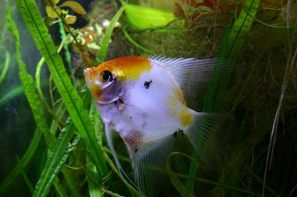 40 Angelfish Facts That Are Too Beautiful To Miss - Facts.net