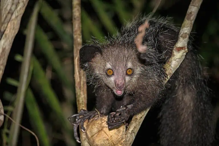30 Facts about Aye-Aye - Facts.net