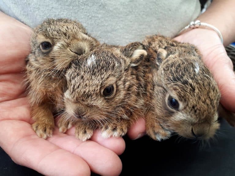 Hare VS Rabbit: What’s The Difference? - Facts.net