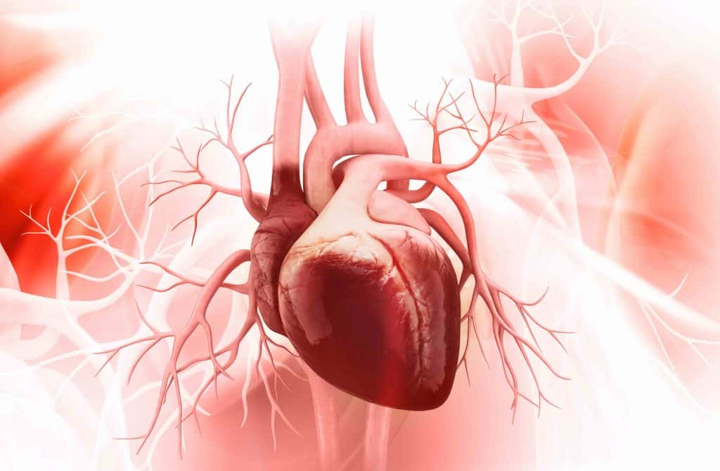 50 Important Facts About The Heart You Must Know - Facts.net