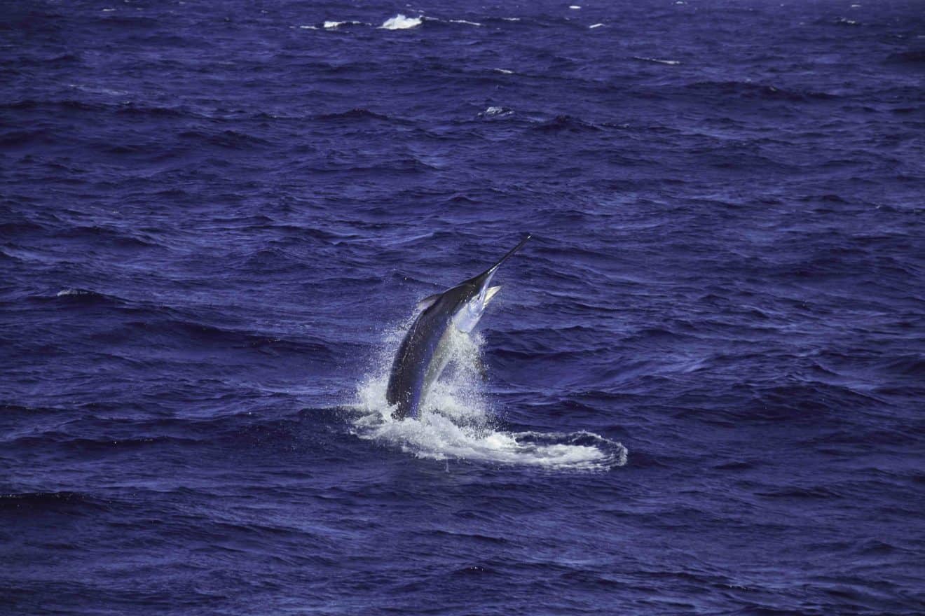 Fastest Animal in the World: A Race of 30 Animals - Facts.net