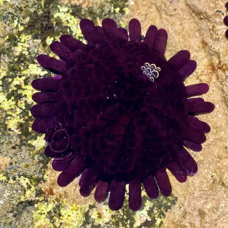 40 Sea Urchin Facts About These Spiky Creatures - Facts.net