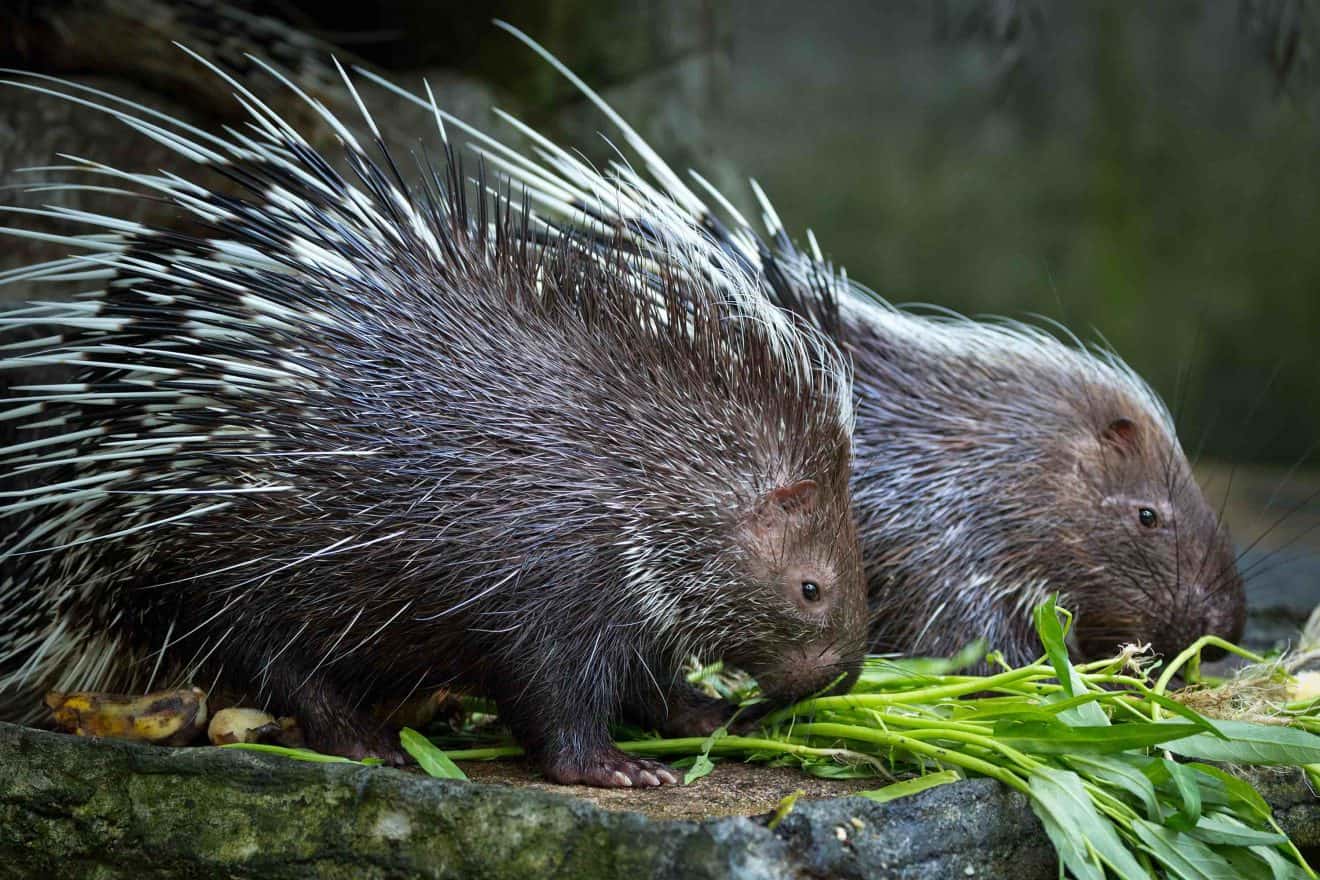 40 Porcupine Facts: World's Spiniest Rodents - Facts.net