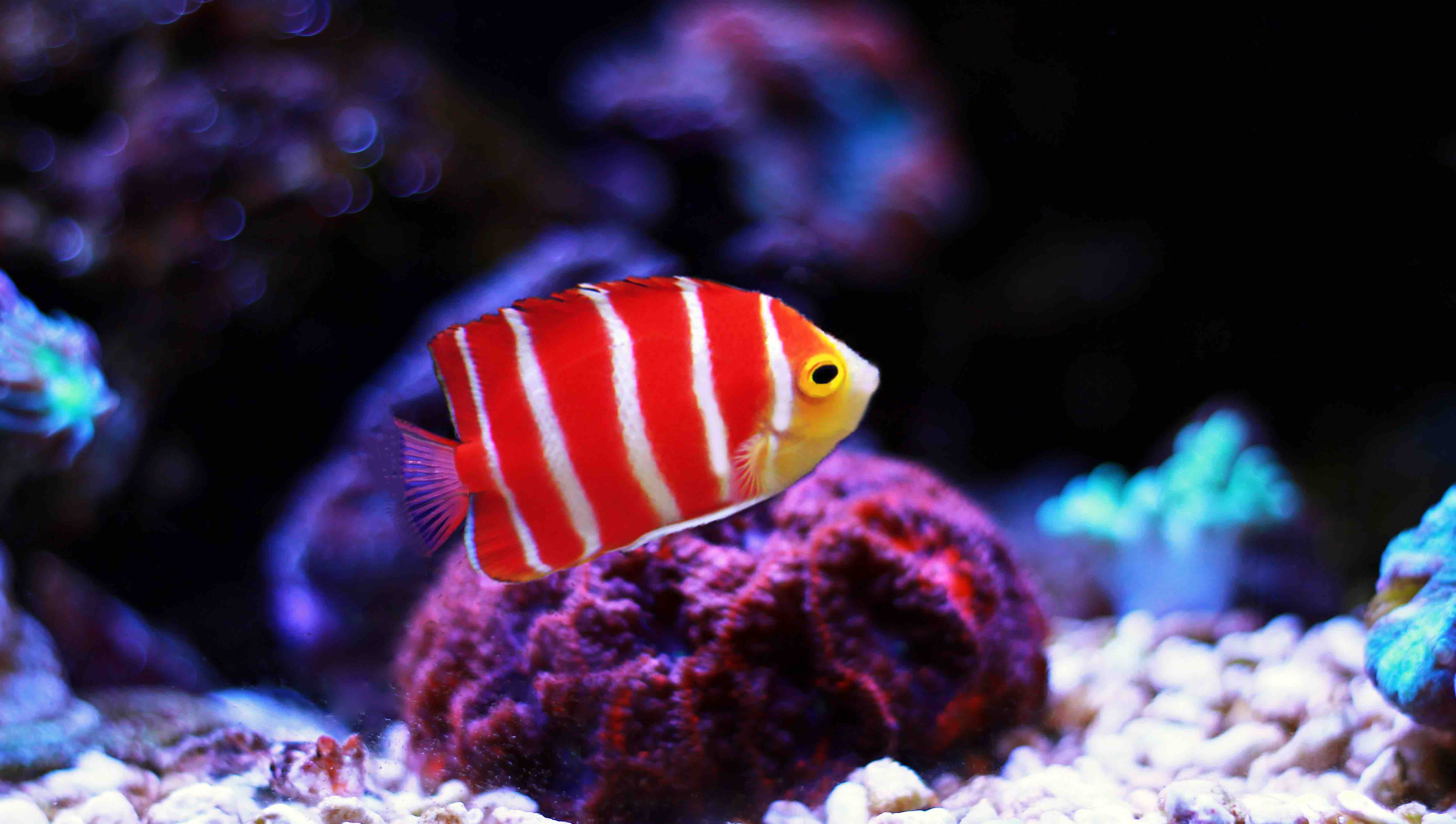 40 Angelfish Facts That Are Too Beautiful To Miss - Facts.net