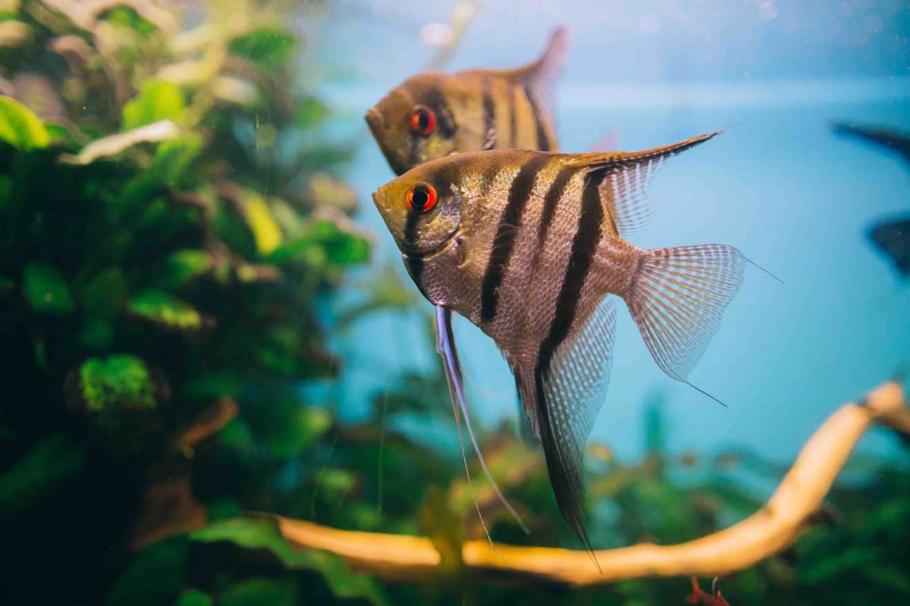 40 Angelfish Facts That Are Too Beautiful To Miss - Facts.net