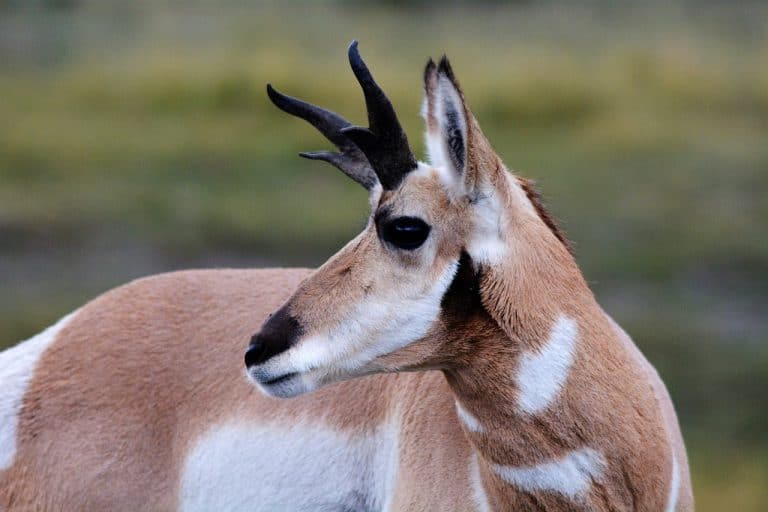 Fastest Animal in the World: A Race of 30 Animals - Facts.net