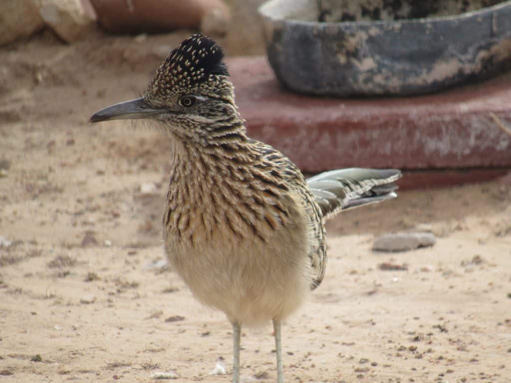 30 Roadrunner Bird Facts About These Fast Running Cuckoos - Facts.net