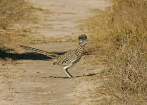 30 Roadrunner Bird Facts About These Fast Running Cuckoos - Facts.net