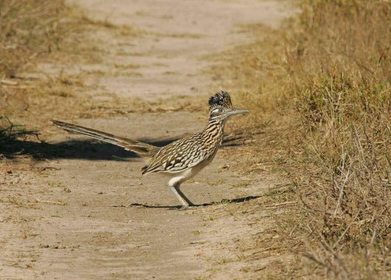 30 Roadrunner Bird Facts About These Fast Running Cuckoos - Facts.net