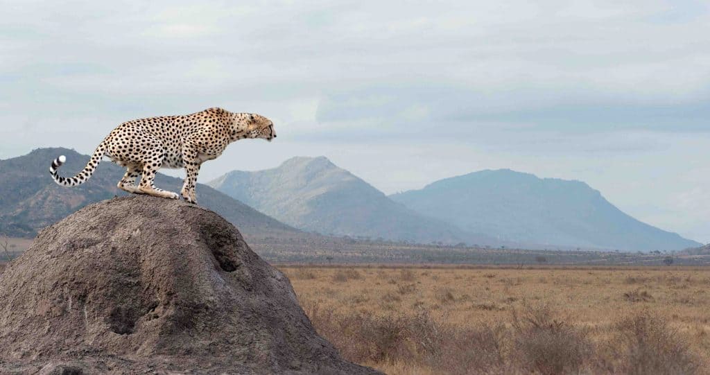 Fastest Animal in the World: A Race of 30 Animals - Facts.net