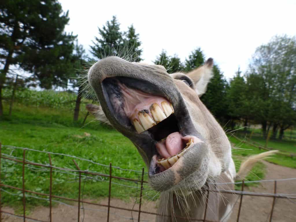 50 Donkey Facts That Will Make You Love This Little Ass - Facts.net