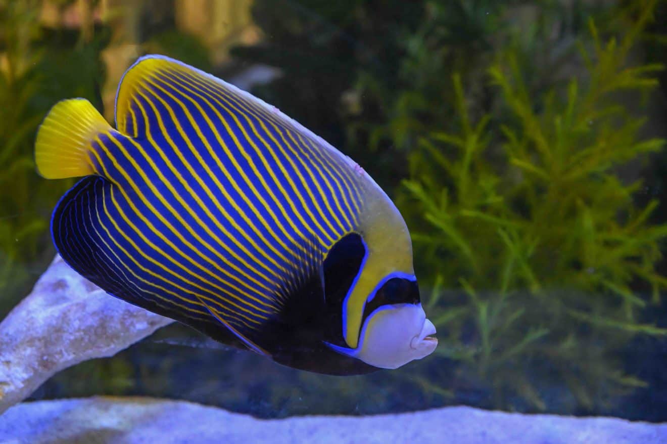 40 Angelfish Facts That Are Too Beautiful To Miss | Facts.net