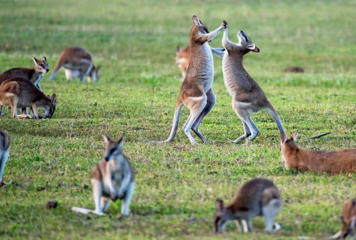 40 Kangaroo Facts That Will Make You Jump Into Action - Facts.net