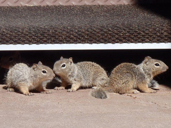 50 Squirrel Facts About These Adorable Critters - Facts.net