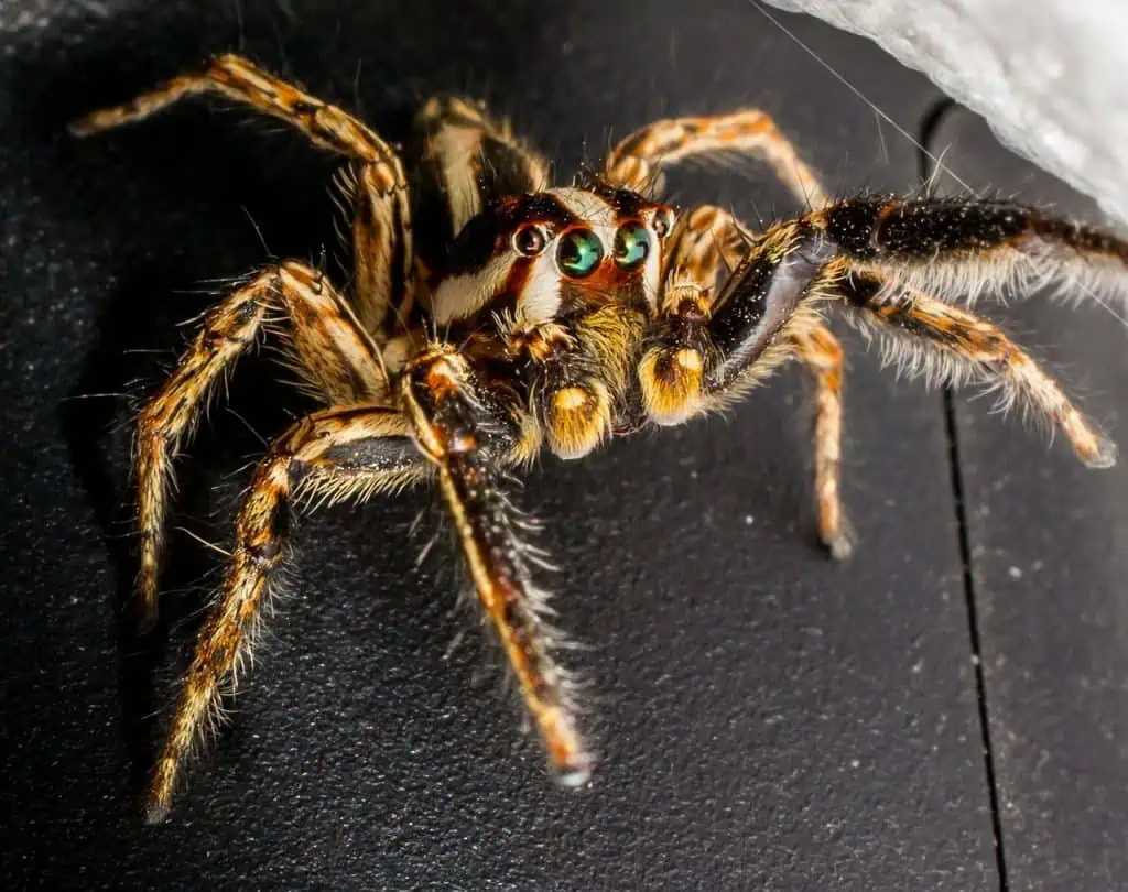 30 Jumping Spider Facts That Are Too Cute To Miss - Facts.net