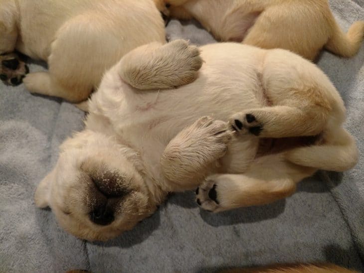 30 Labrador Retriever Facts You Have To Know - Facts.net