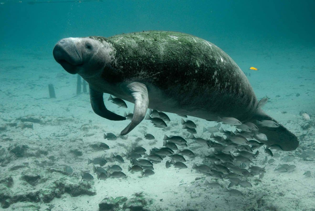 40 Manatee Facts Too Adorable To Miss - Facts.net