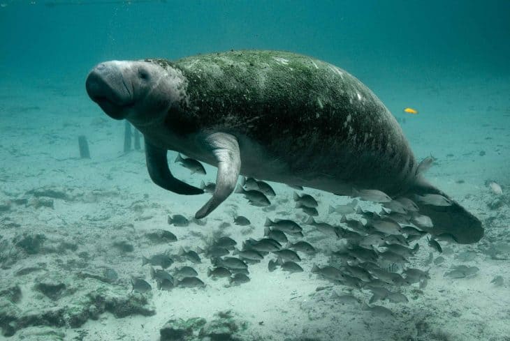 40 Manatee Facts Too Adorable To Miss - Facts.net