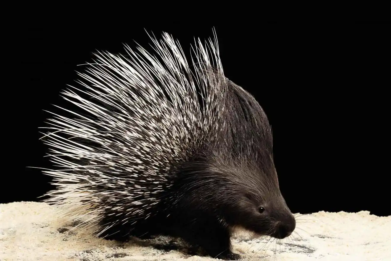 40 Porcupine Facts: World's Spiniest Rodents - Facts.net