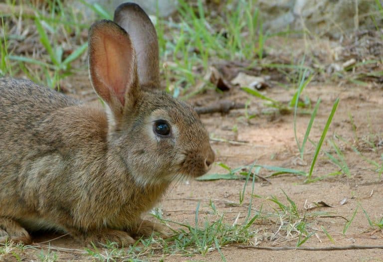 Fastest Animal in the World: A Race of 30 Animals - Facts.net