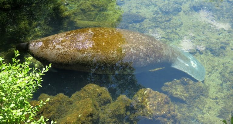 40 Manatee Facts Too Adorable To Miss - Facts.net