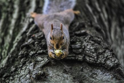 50 Squirrel Facts About These Adorable Critters - Facts.net