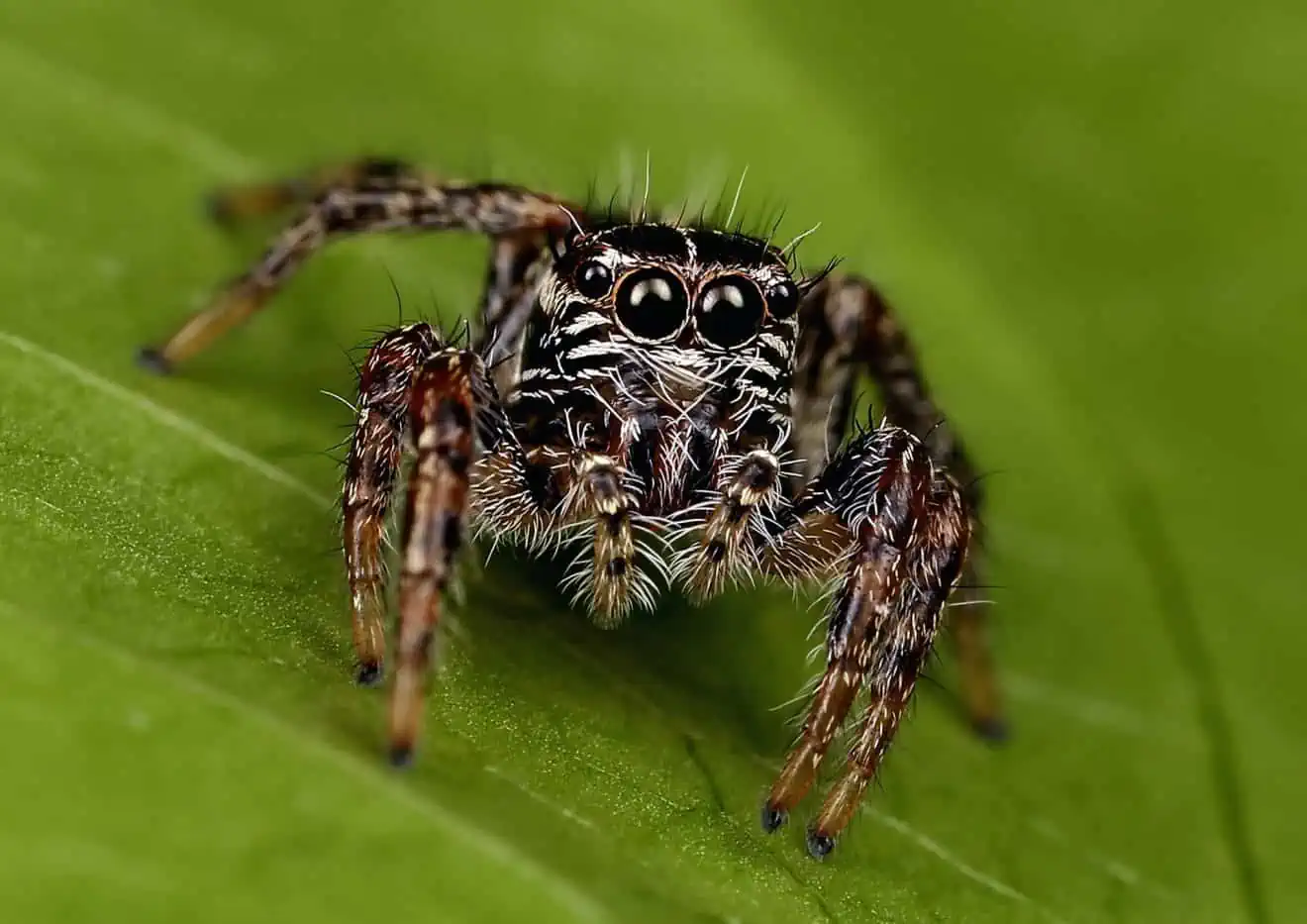 30 Jumping Spider Facts That Are Too Cute To Miss - Facts.net