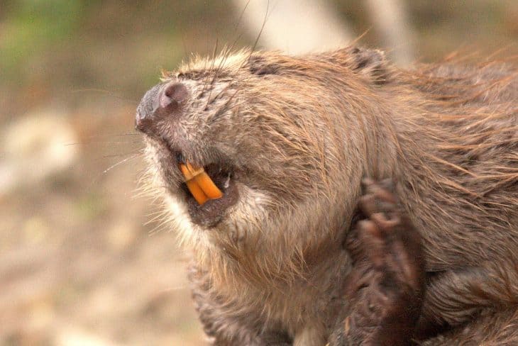 40 Beaver Facts To Prove They're A Blessing To Nature - Facts.net