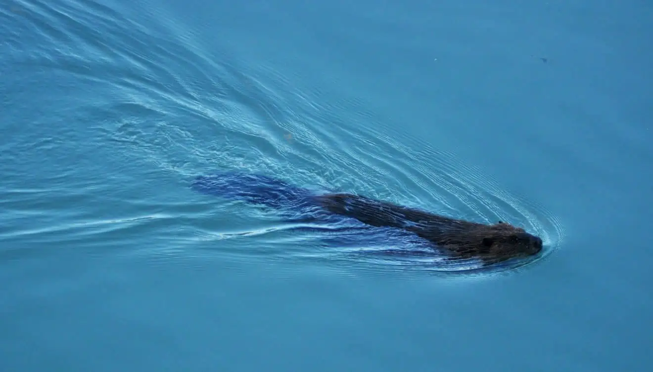 40 Beaver Facts To Prove They're A Blessing To Nature - Facts.net