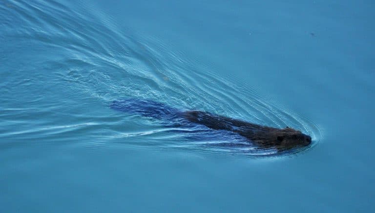 40 Beaver Facts To Prove They're A Blessing To Nature - Facts.net