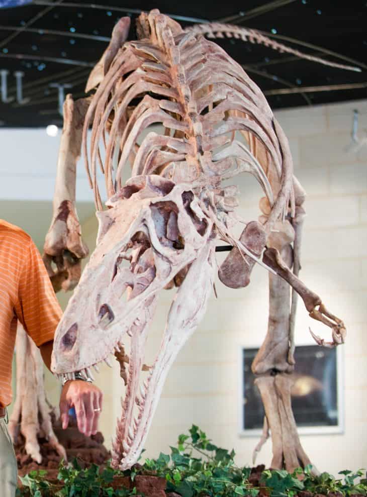 40 Tyrannosaurus Rex Facts About the Greatest Predator in History ...