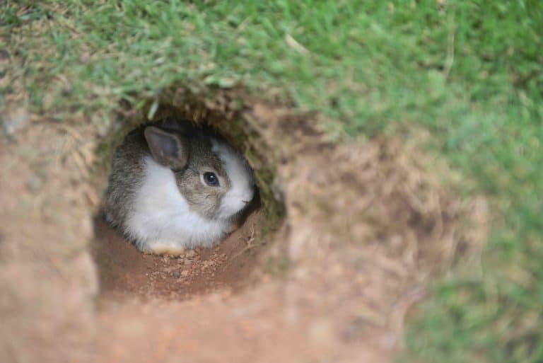Hare VS Rabbit: What’s The Difference? - Facts.net