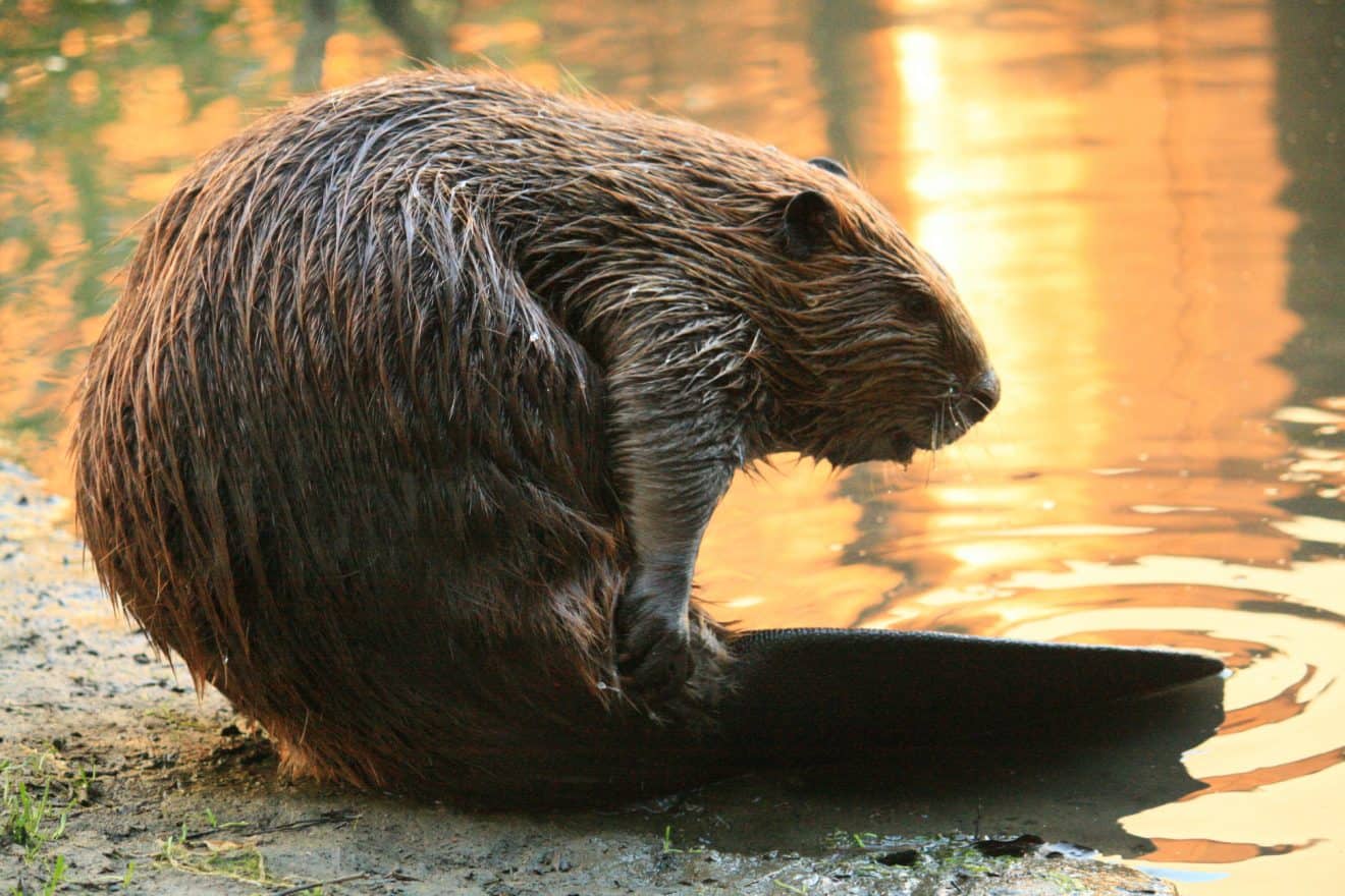40 Beaver Facts To Prove They're A Blessing To Nature - Facts.net
