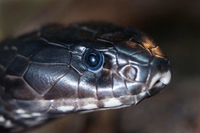 40 King Cobra Facts Explaining Its Fierceness in the Wild - Facts.net