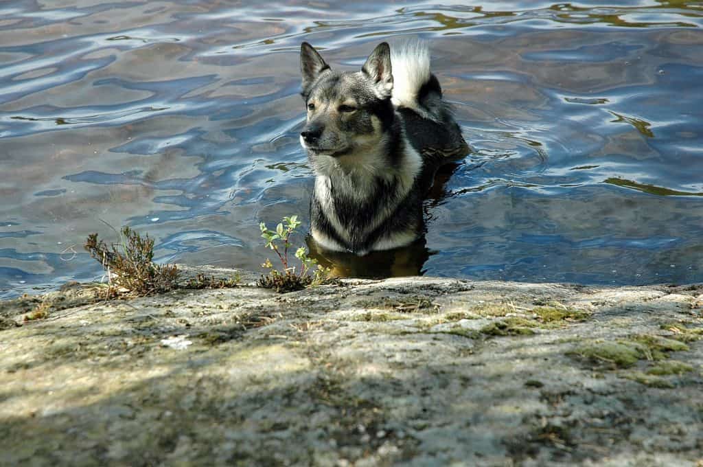 30 Wolf Corgi Facts About Sweden's Herding Dog - Facts.net