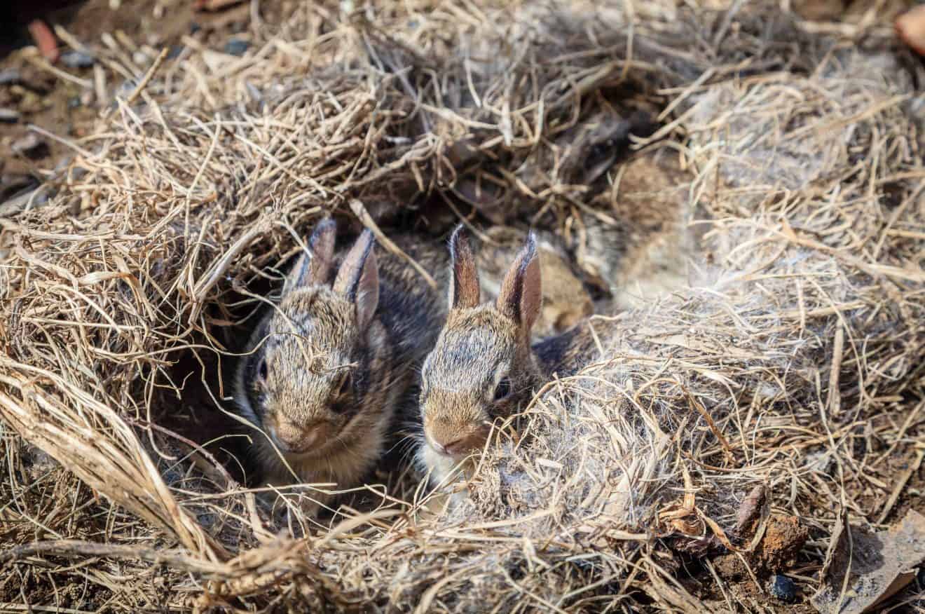 Hare VS Rabbit: What’s The Difference? - Facts.net