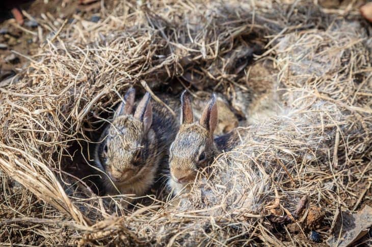 Hare VS Rabbit: What’s The Difference? - Facts.net