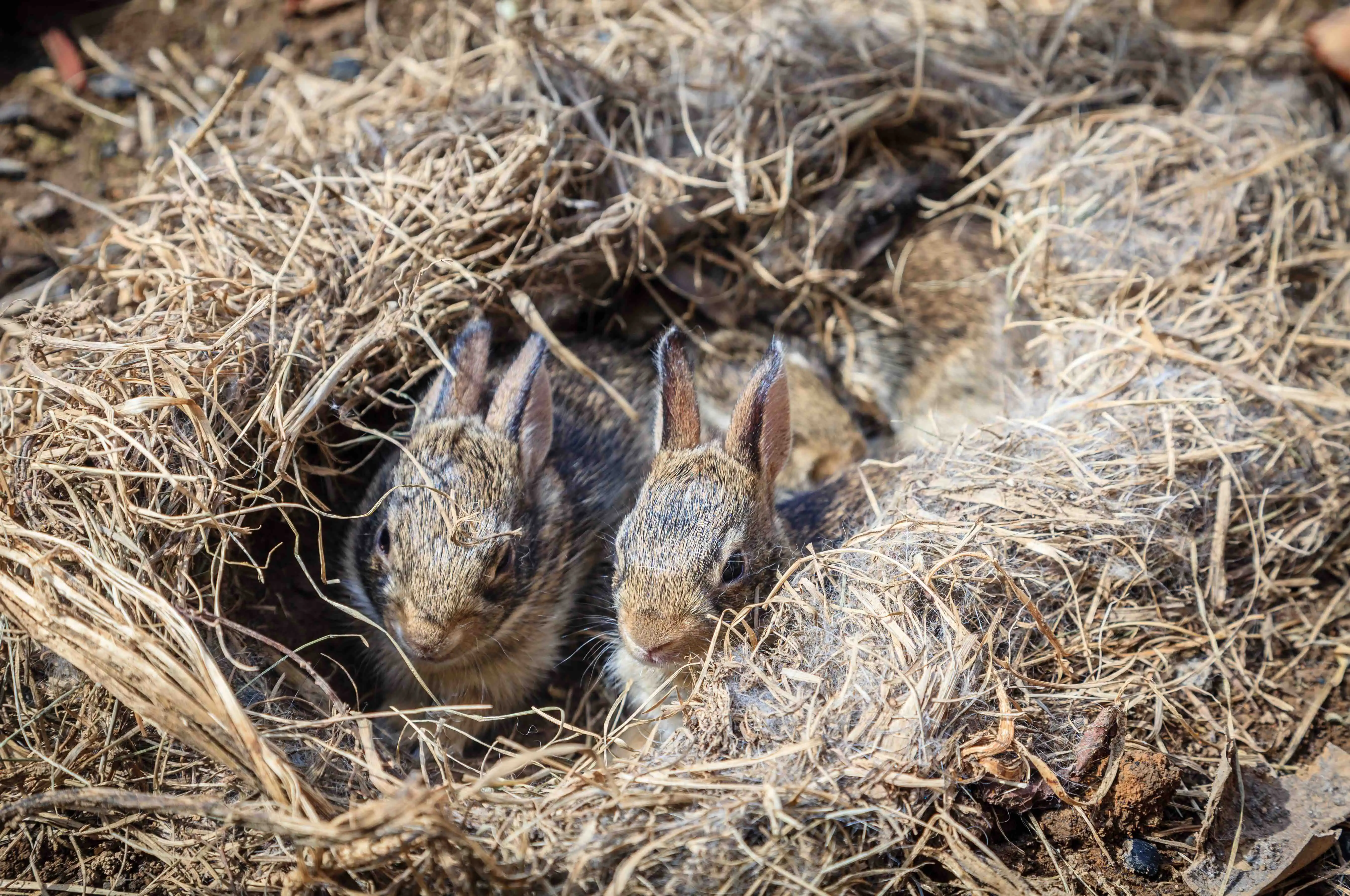 Hare VS Rabbit: What’s The Difference? - Facts.net