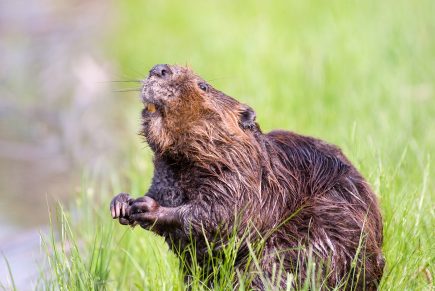 40 Beaver Facts To Prove They're A Blessing To Nature - Facts.net