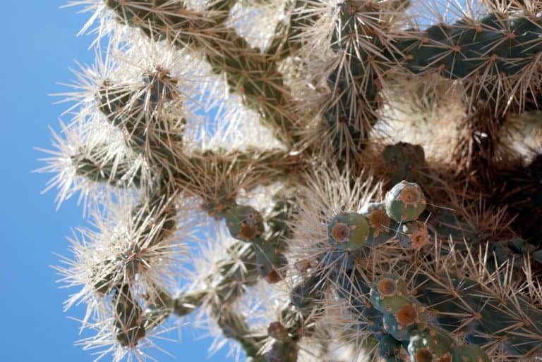 30 Jumping Cholla Facts That May Bite You - Facts.net
