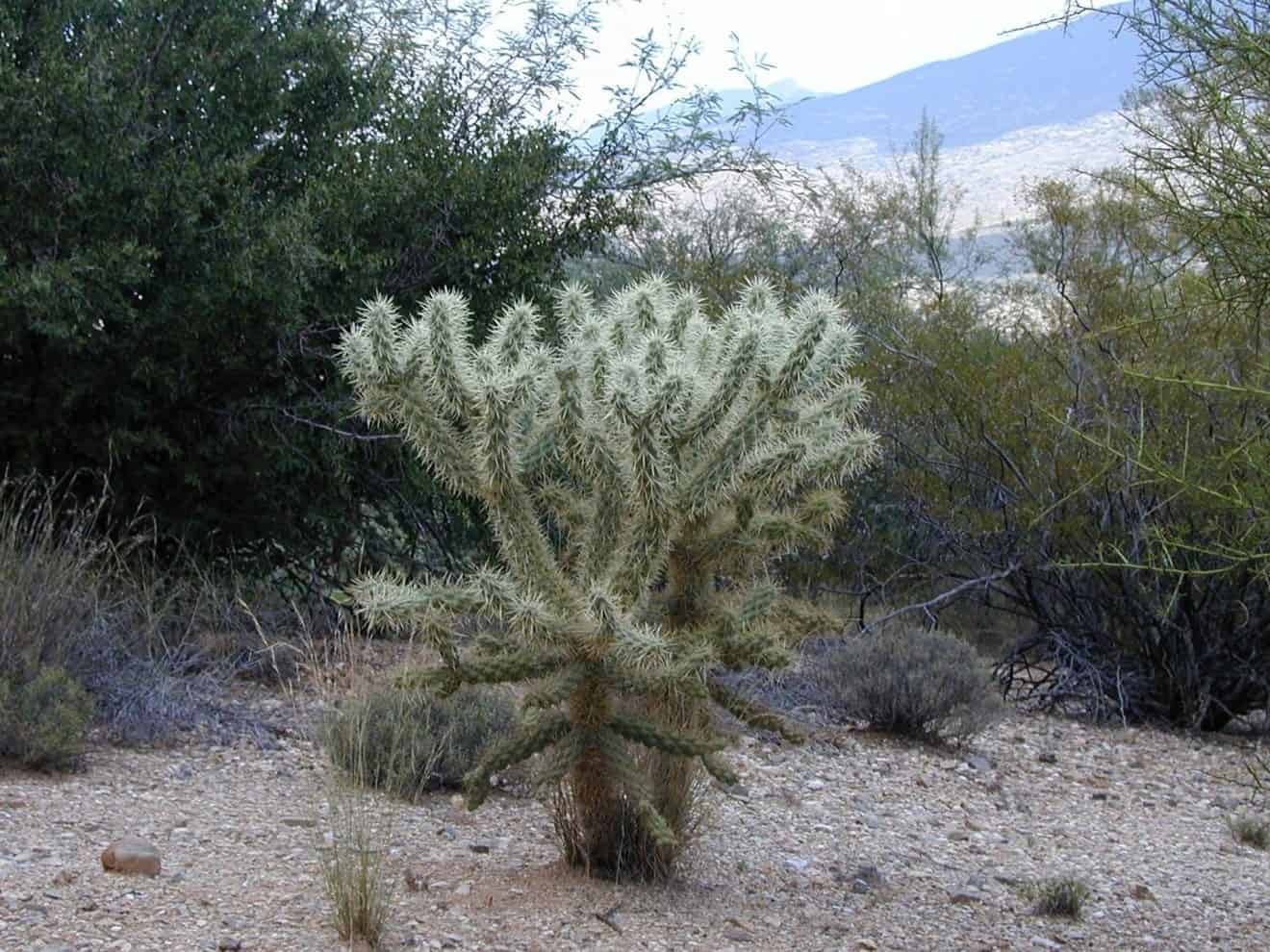 30 Jumping Cholla Facts That May Bite You - Facts.net