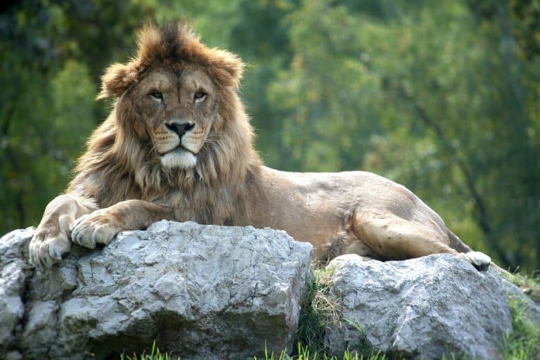 Hear Me Roar! 50 Amazing Leo Facts You Can't Miss - Facts.net