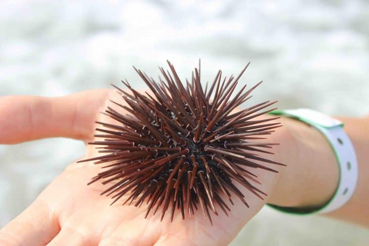 40 Sea Urchin Facts About These Spiky Creatures - Facts.net