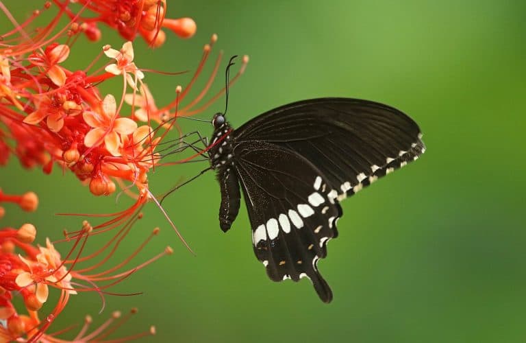 Types of Butterflies Assorted Through Colors - Facts.net