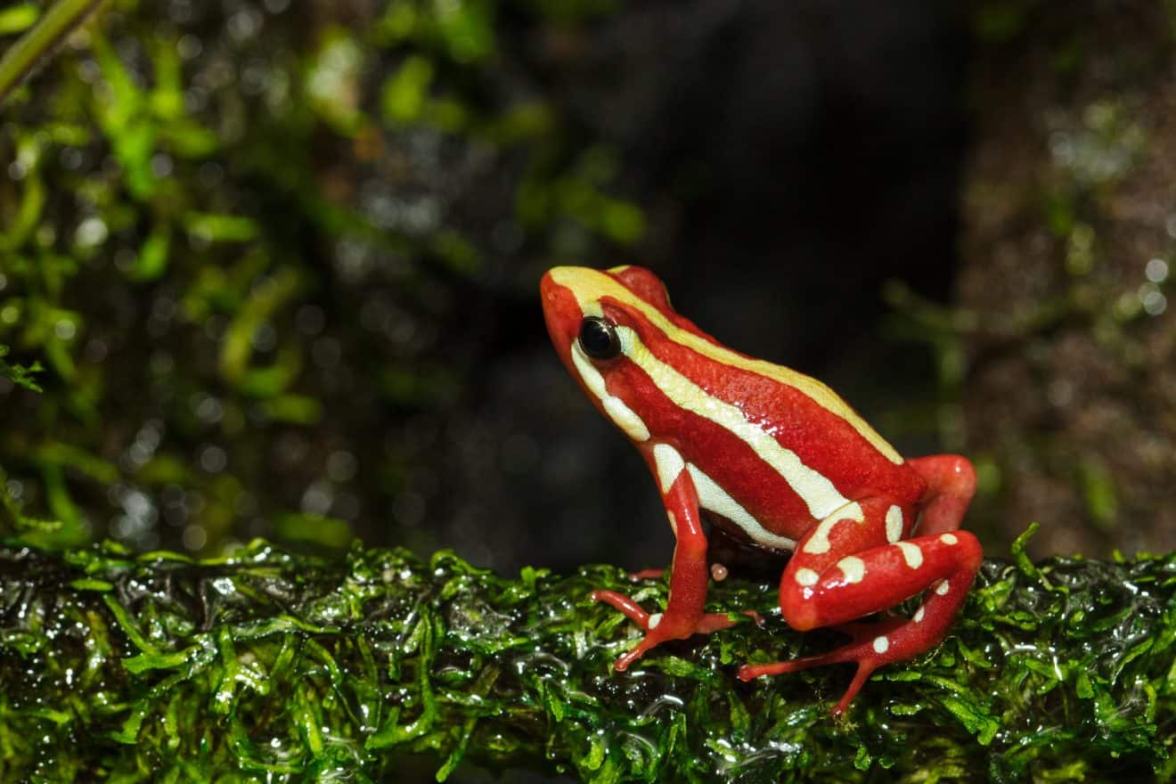 Different Types of Frogs: Poisonous, Endangered & Unique - Facts.net