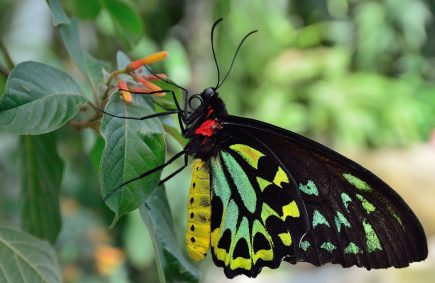 Types of Butterflies Assorted Through Colors - Facts.net