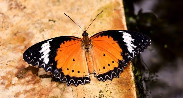 Types of Butterflies Assorted Through Colors - Facts.net