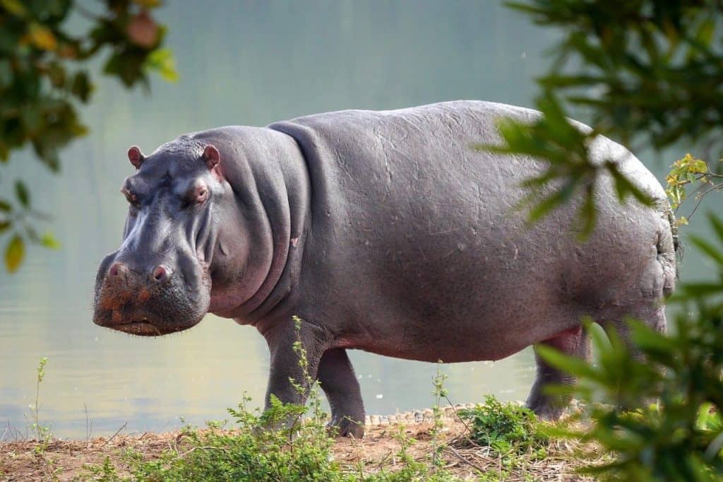 50 Intriguing Hippo Facts About Africa's Horses of the River - Facts.net