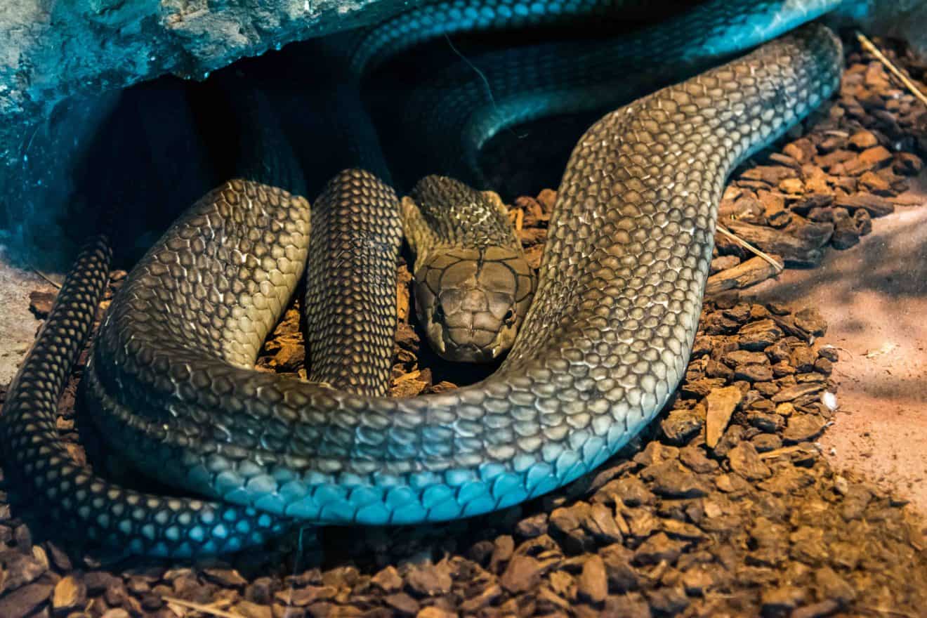 40 King Cobra Facts Explaining Its Fierceness in the Wild - Facts.net